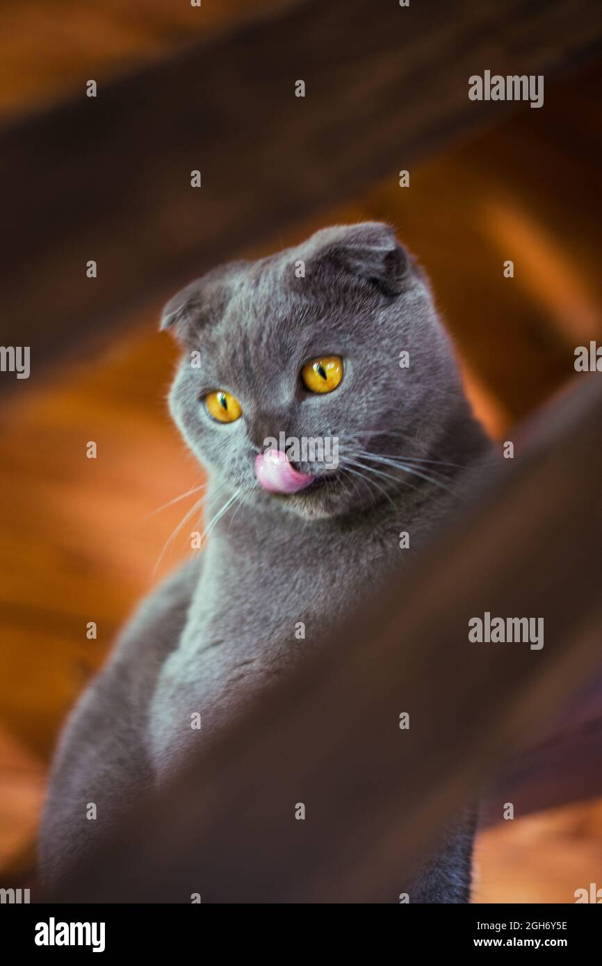 Gray scottish fold cat sitting on wooden steps Stock Photo - Alamy