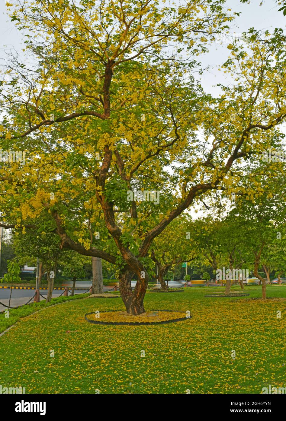full boom Yellow flower tree Cassia fistula (Amaltas) in the park New ...