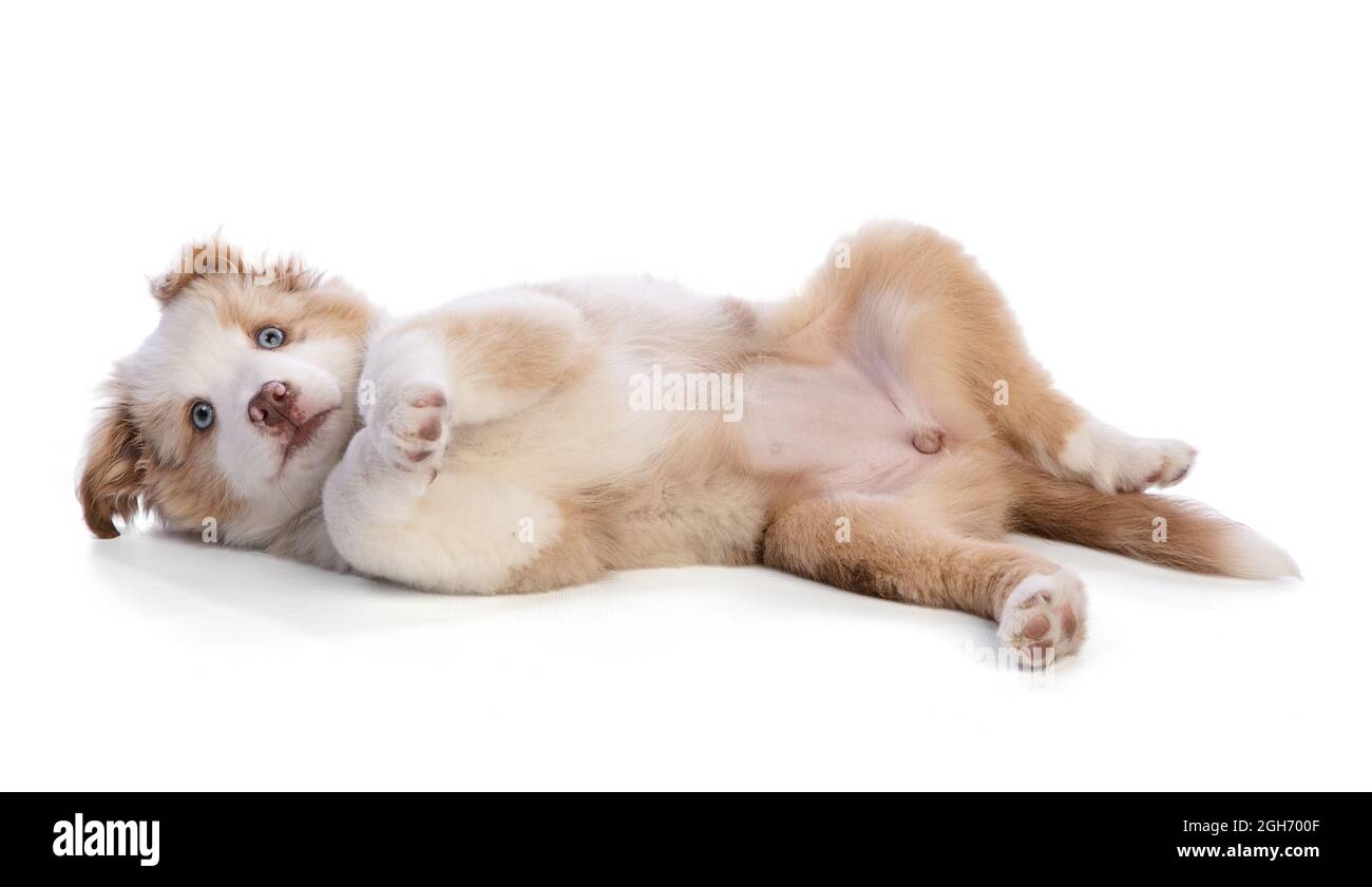 Australian Shepherd Puppy on the back on white background Stock Photo ...