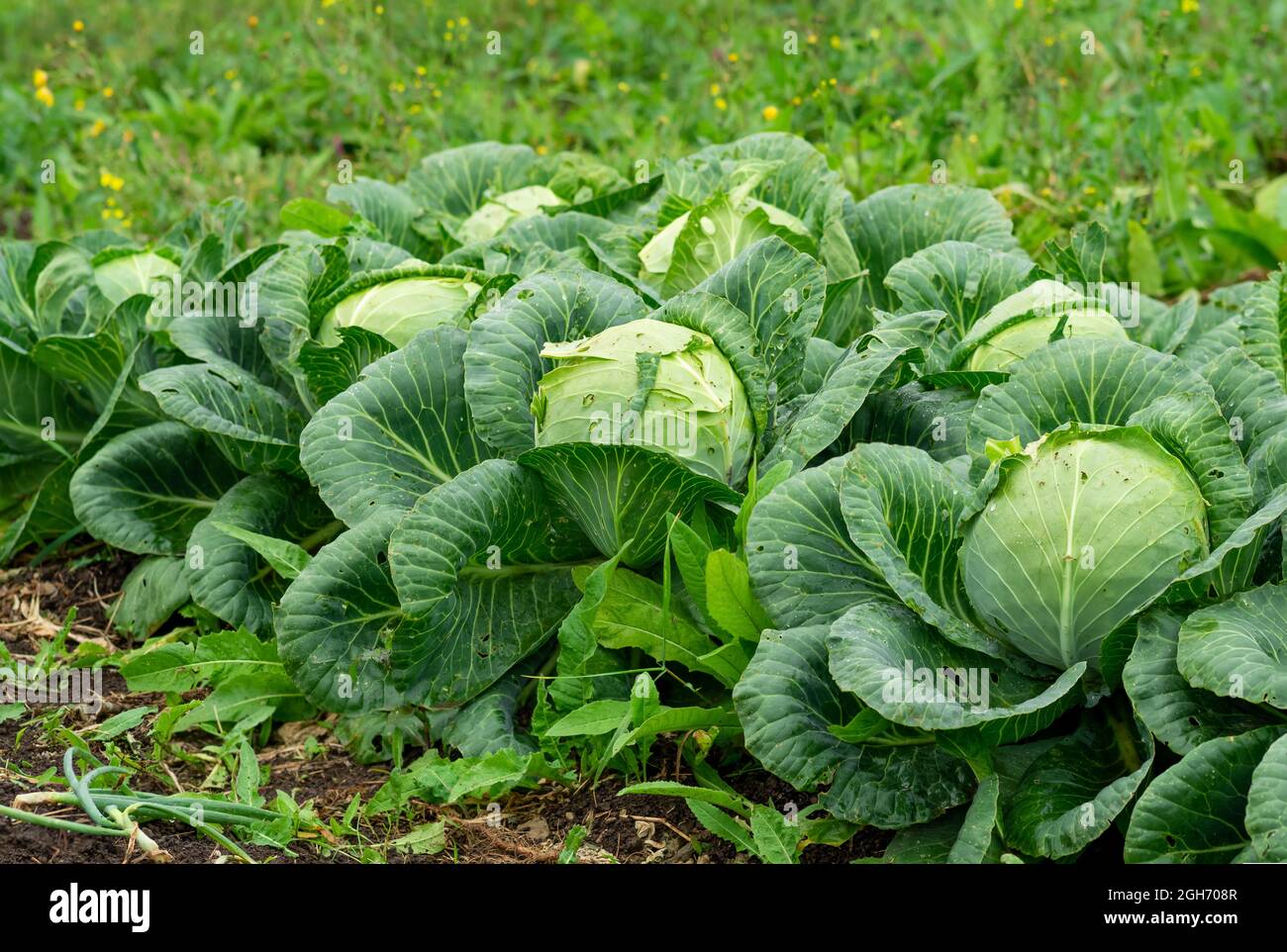 White cabbage grows in hi-res stock photography and images - Alamy