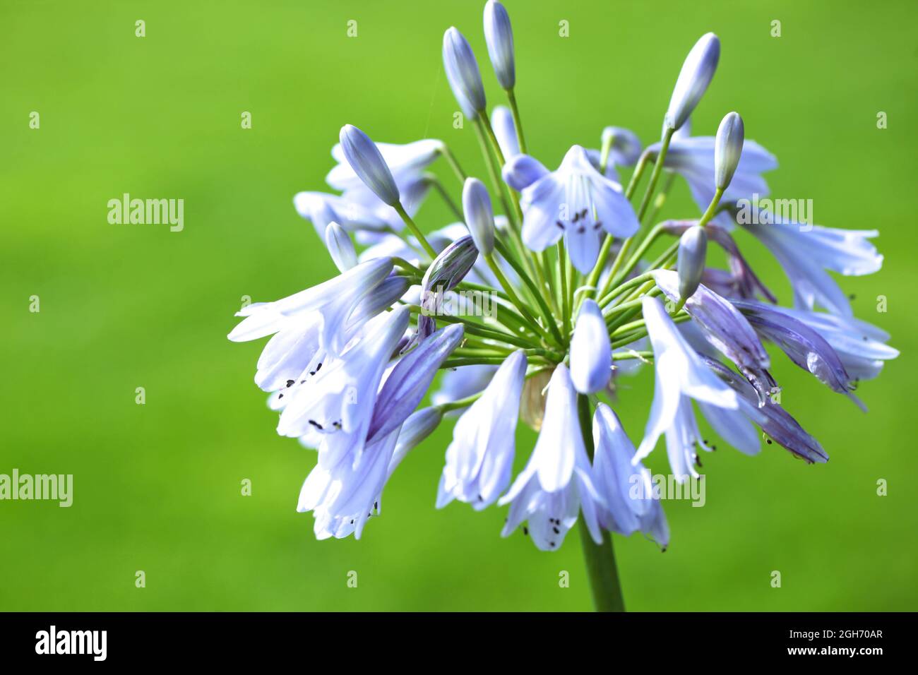Close- up of African Lily / Agapanthus africanus ' Blue Moon ' variety ...