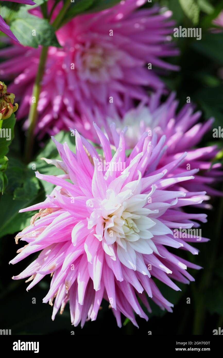 Hillcrest Candy Dahlia High Resolution Stock Photography and Images - Alamy
