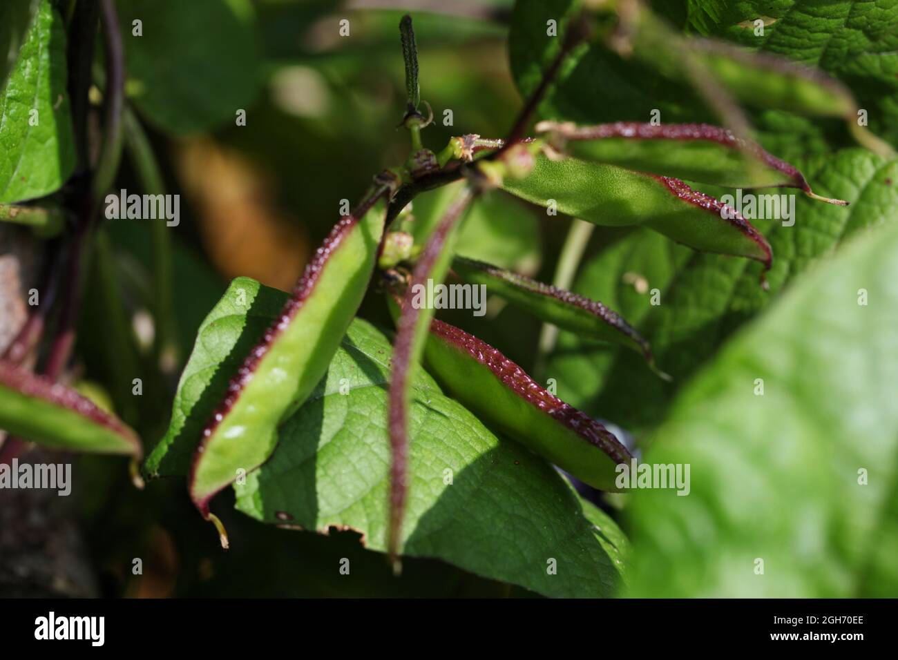 Lablab bean hi-res stock photography and images - Alamy