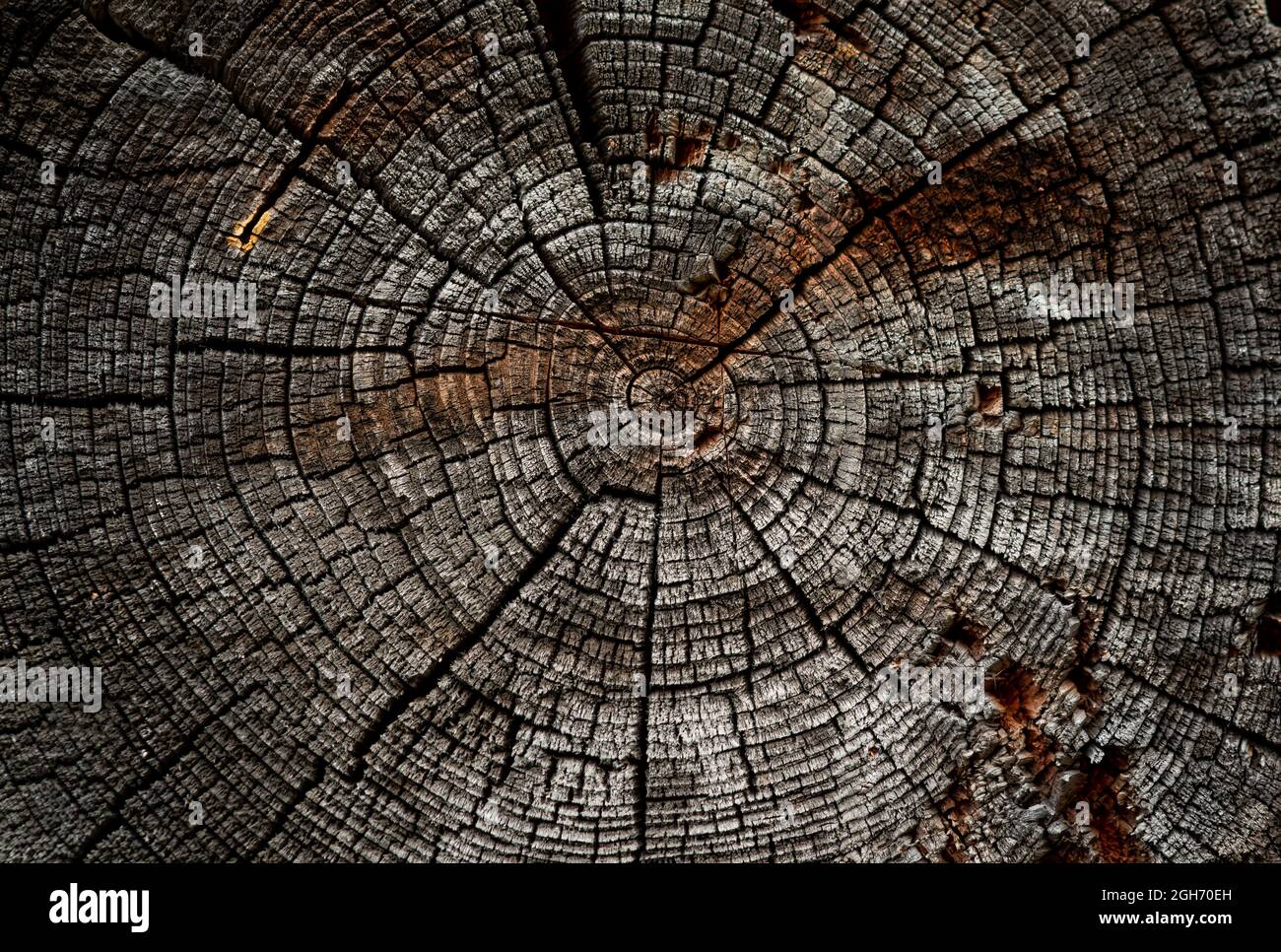 butt end of an old log in a wooden building structure Stock Photo - Alamy
