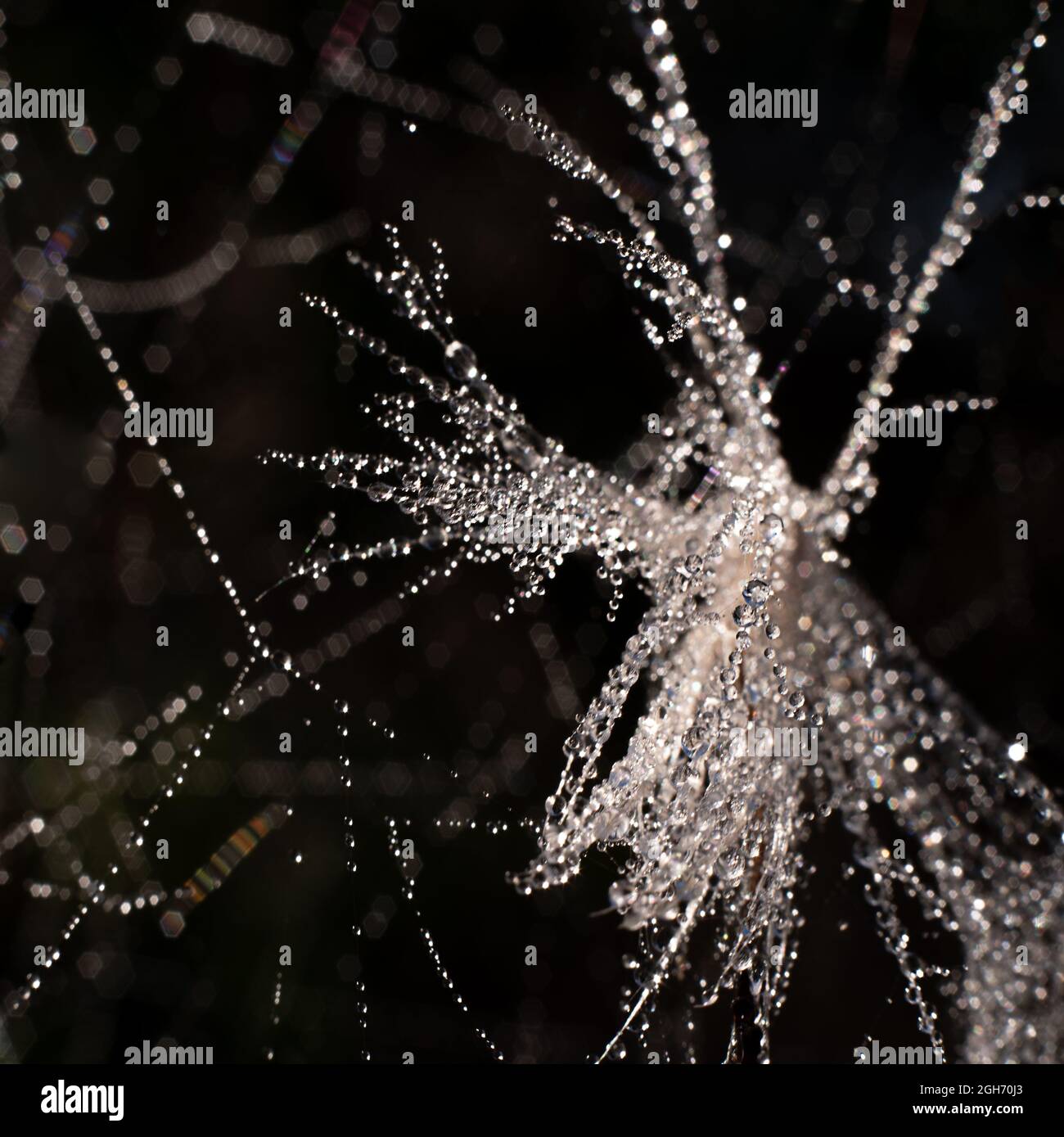 small drops of water on a cobweb Stock Photo - Alamy