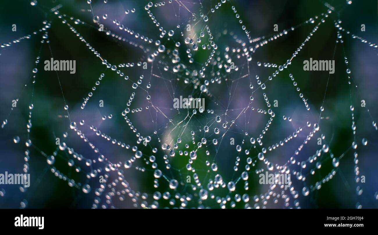 Natural garland of small drops of water on a cobweb Stock Photo - Alamy