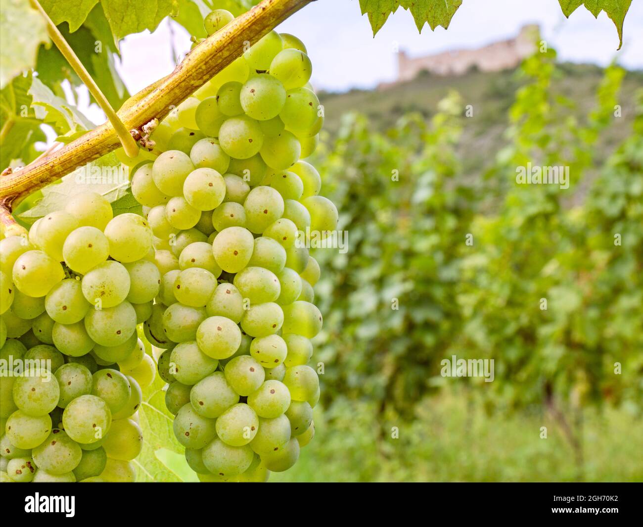 Vine grapes and vineyards with castle Devicky silhouette in background ...