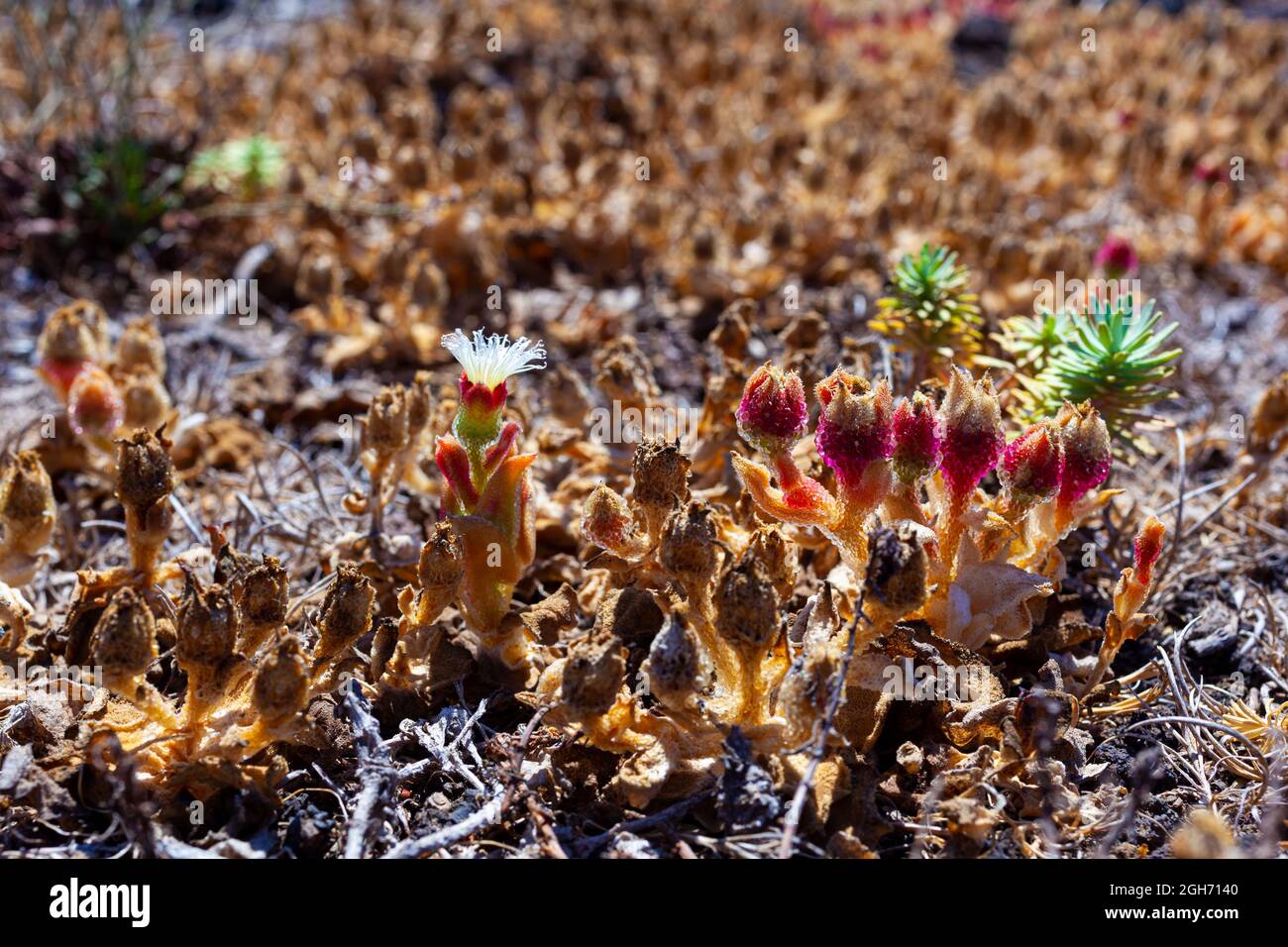 Close up of Mesembryanthemum crystallinum flowers. It is a prostrate ...