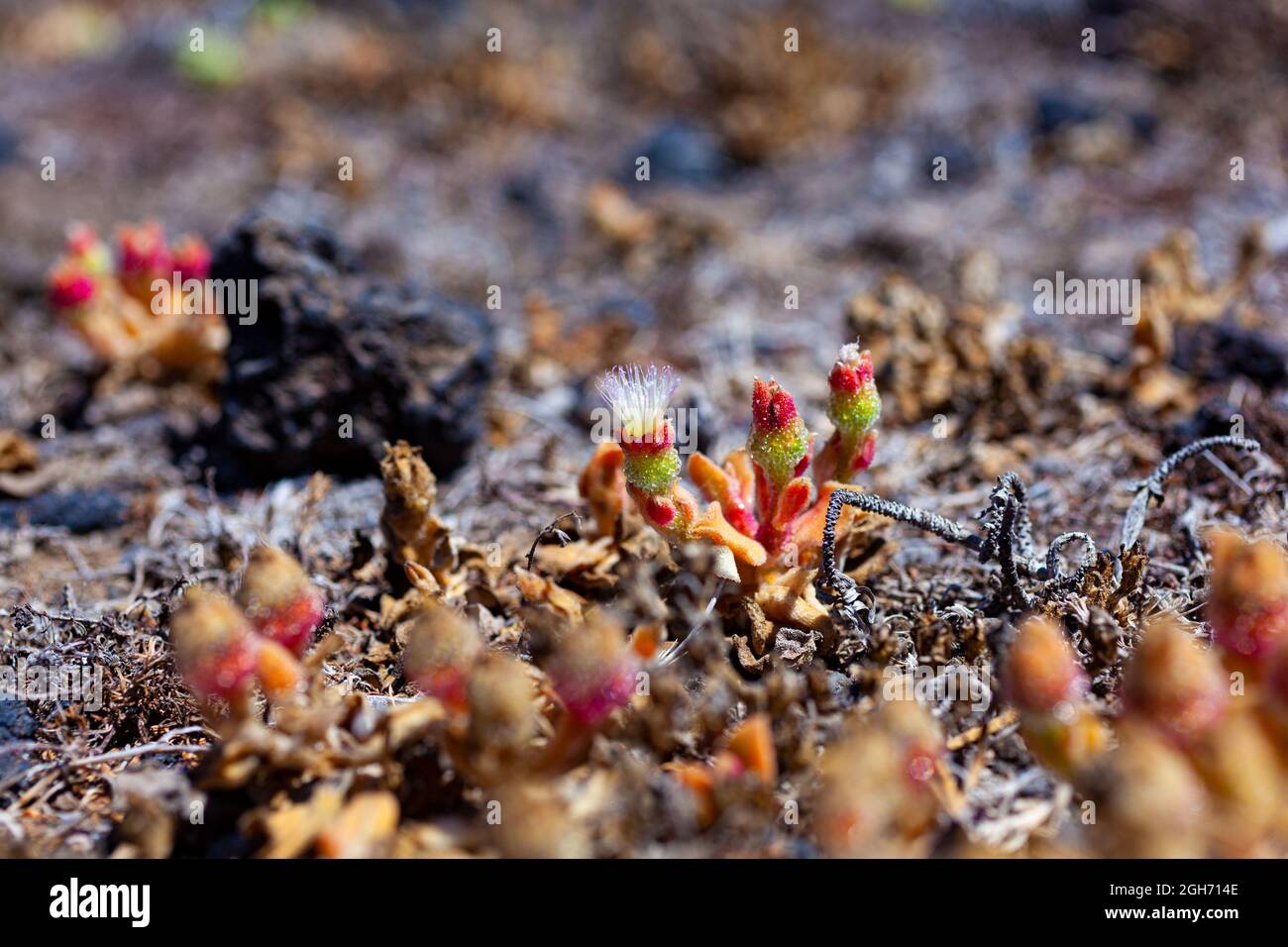 Close up of Mesembryanthemum crystallinum flowers. It is a prostrate ...