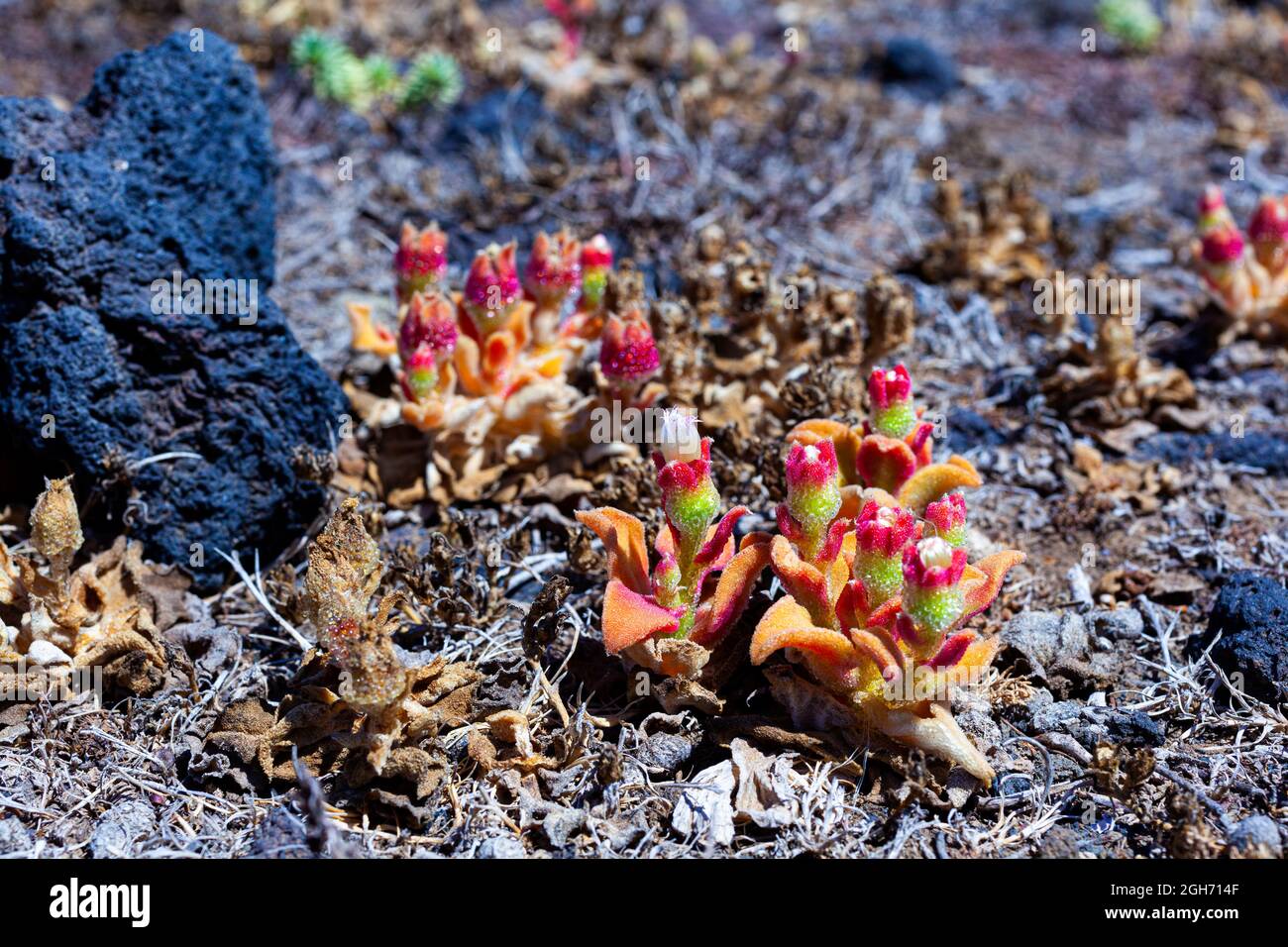 Bladder cells cells hi-res stock photography and images - Alamy