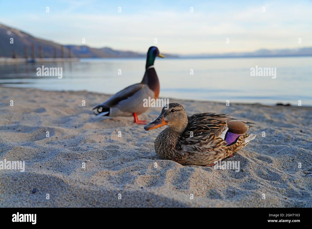A male duck and female duck on the sand on the shore of Lake Tahoe ...