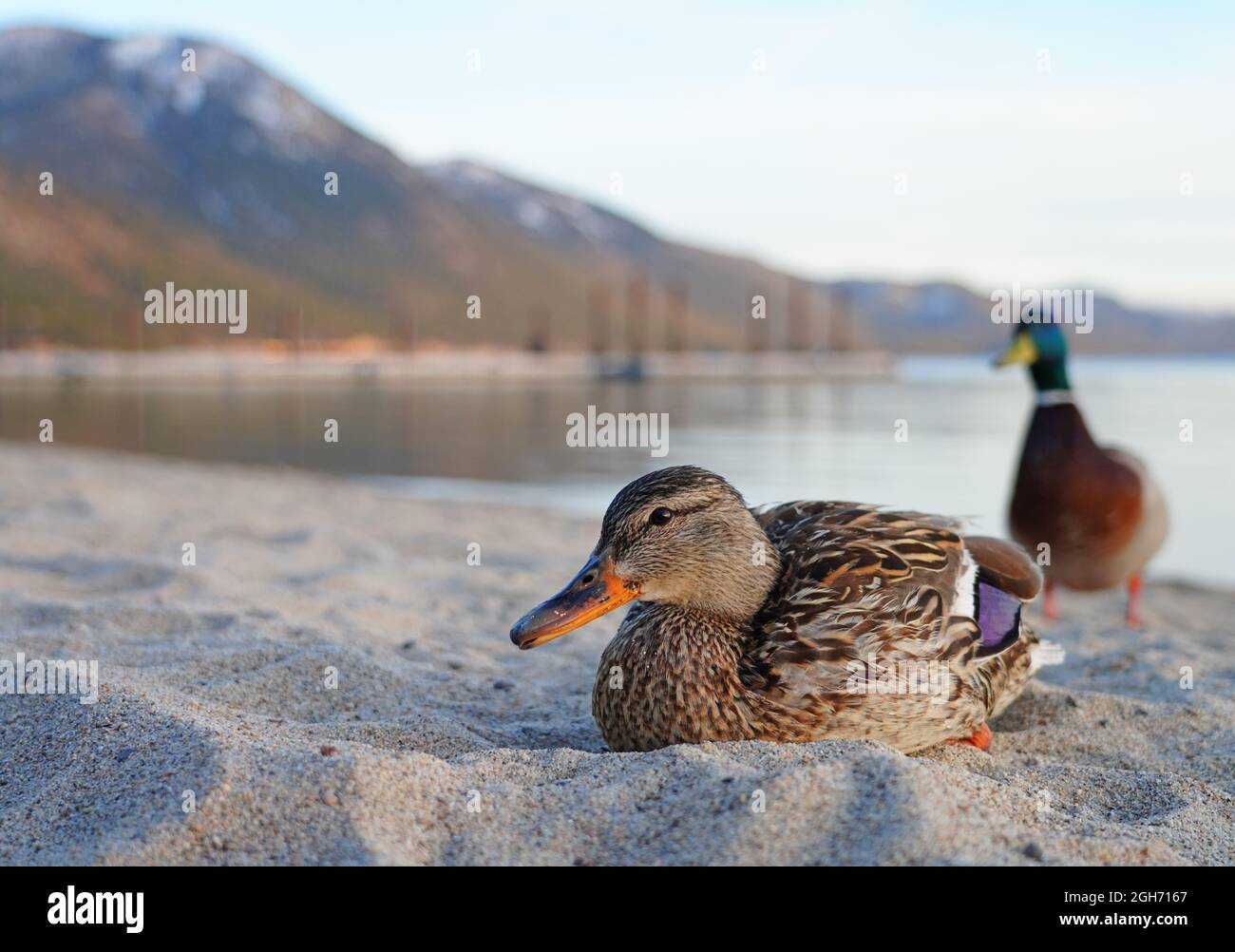 A male duck and female duck on the sand on the shore of Lake Tahoe ...