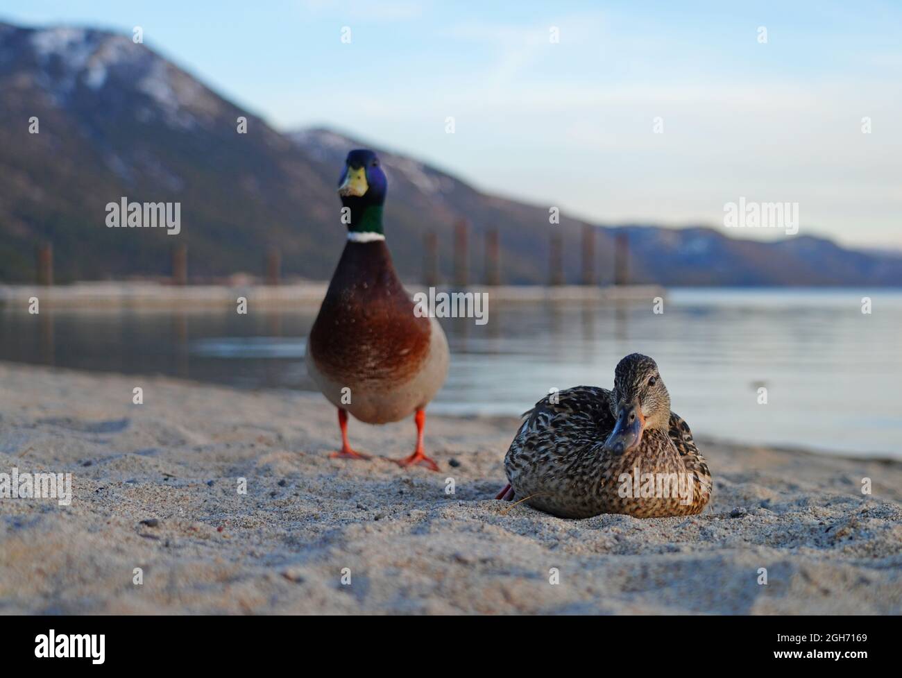 A male duck and female duck on the sand on the shore of Lake Tahoe ...
