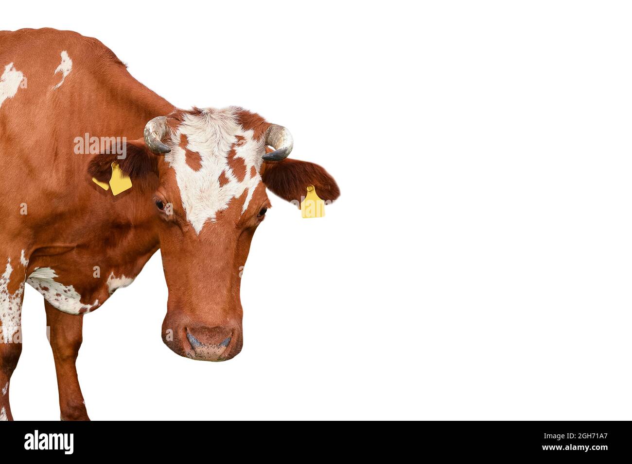 Funny red spotted cow portrait close up. Farm animal cow with horns ...