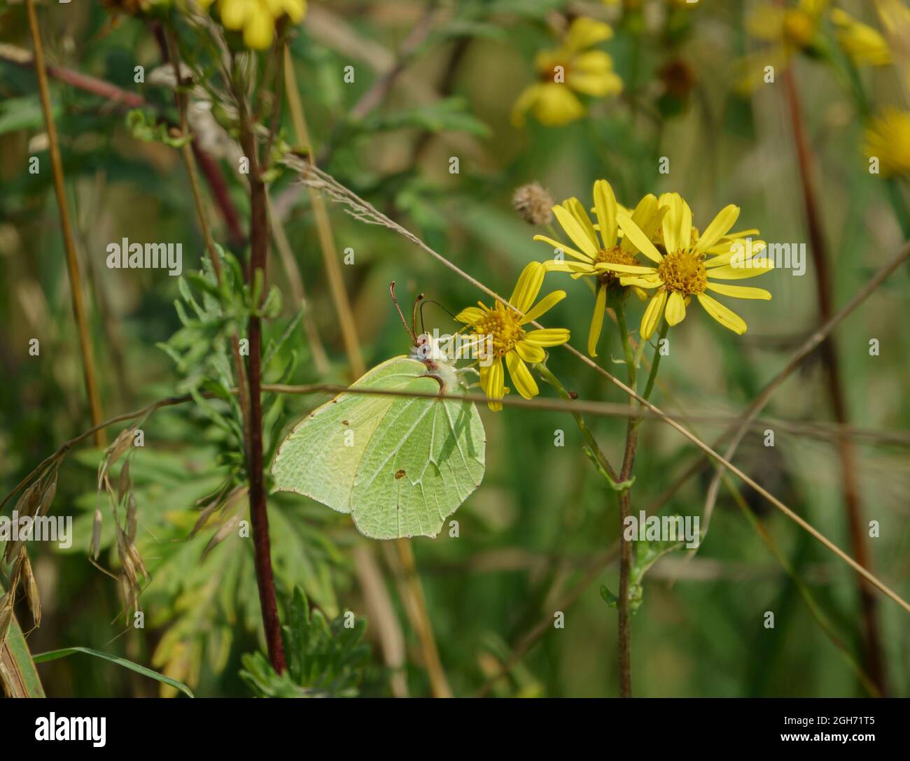 Fen ragwort jacobaea paludosa hi-res stock photography and images - Alamy