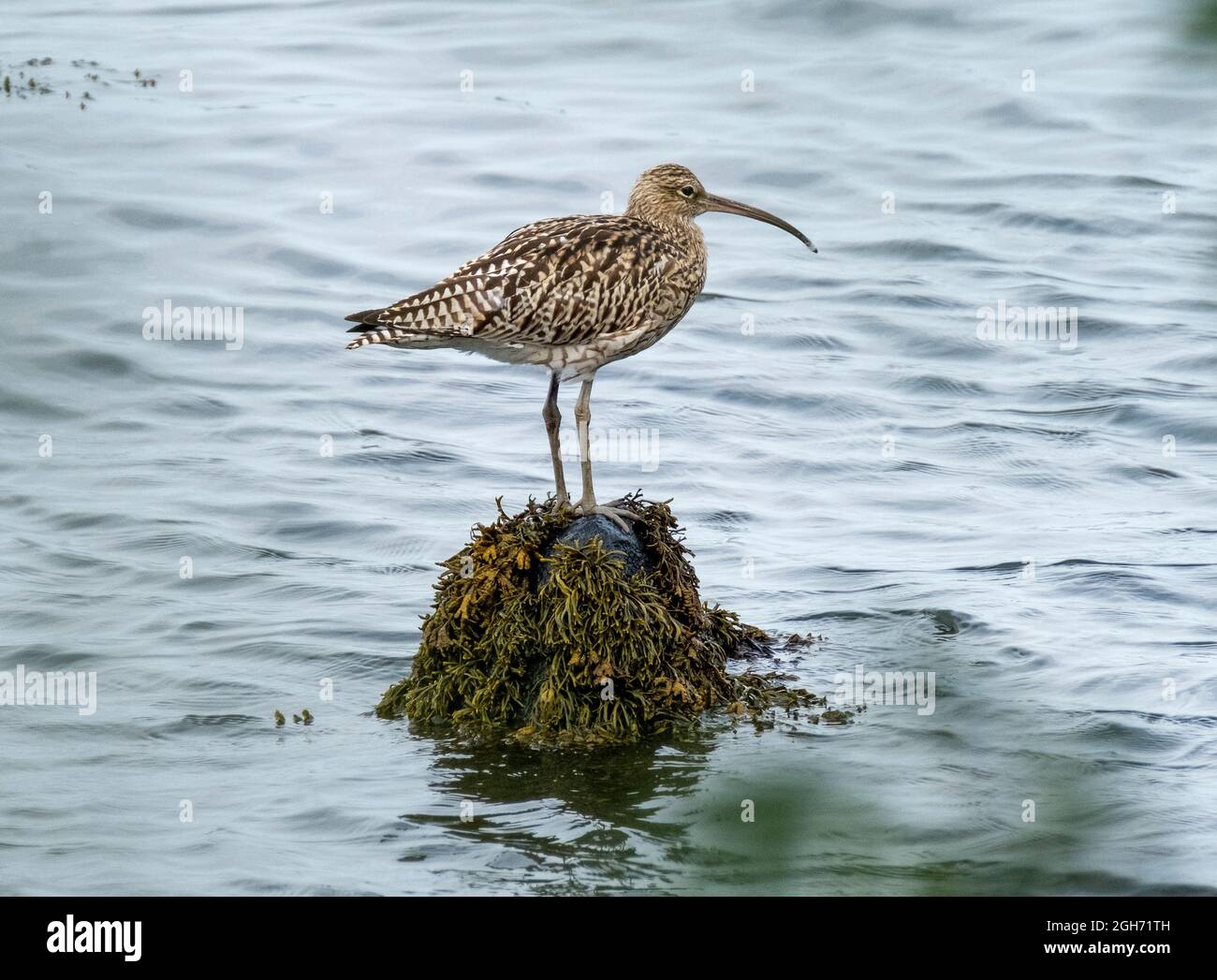 Wading birds scotland hi-res stock photography and images - Alamy