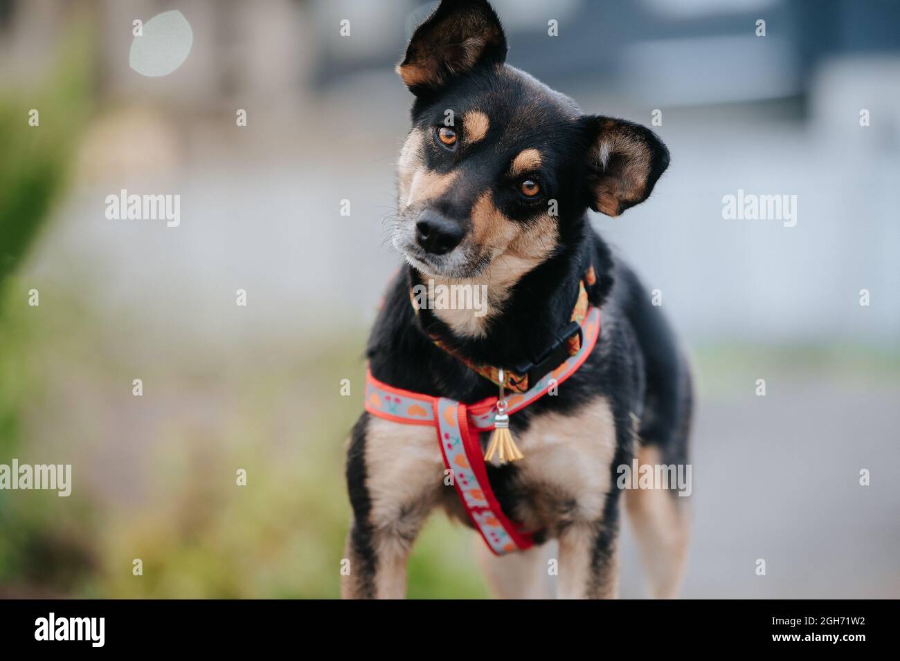 A selective focus shot of black and brown dog walking outdoors Stock ...