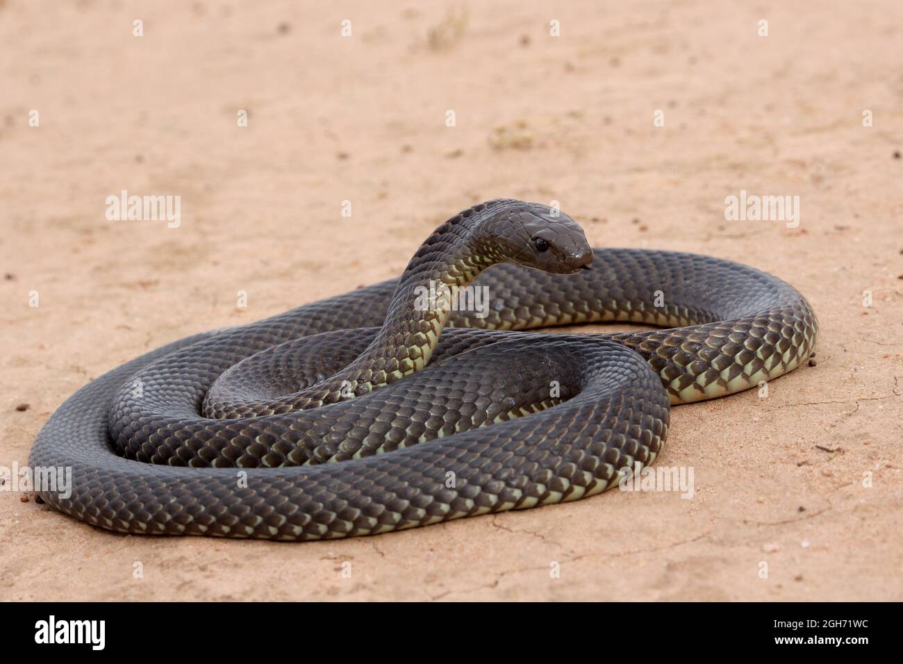 Close up of Australian Mulga Snake Stock Photo - Alamy