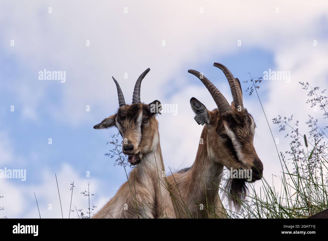A low angle shot of two goats captured in Norway Stock Photo - Alamy