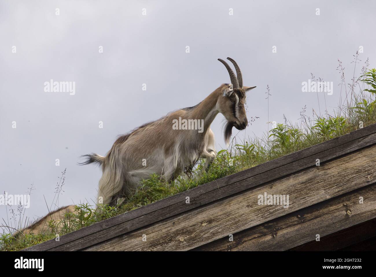 A goat walking on a roof captured in Norway Stock Photo - Alamy