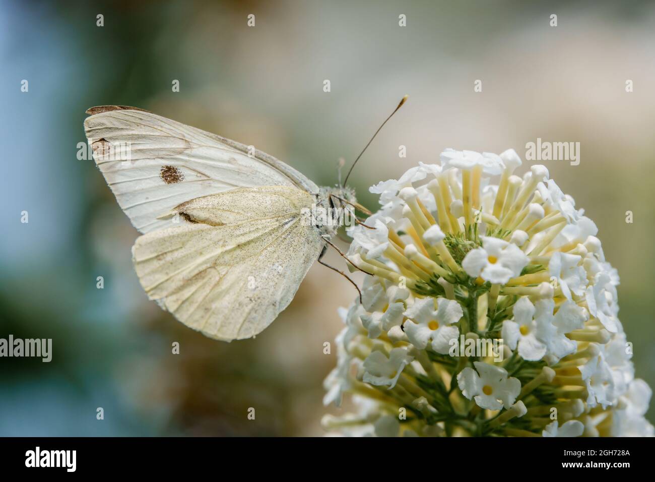 large white butterfly (Pieris brassicae) feeding on a white buddleja ...
