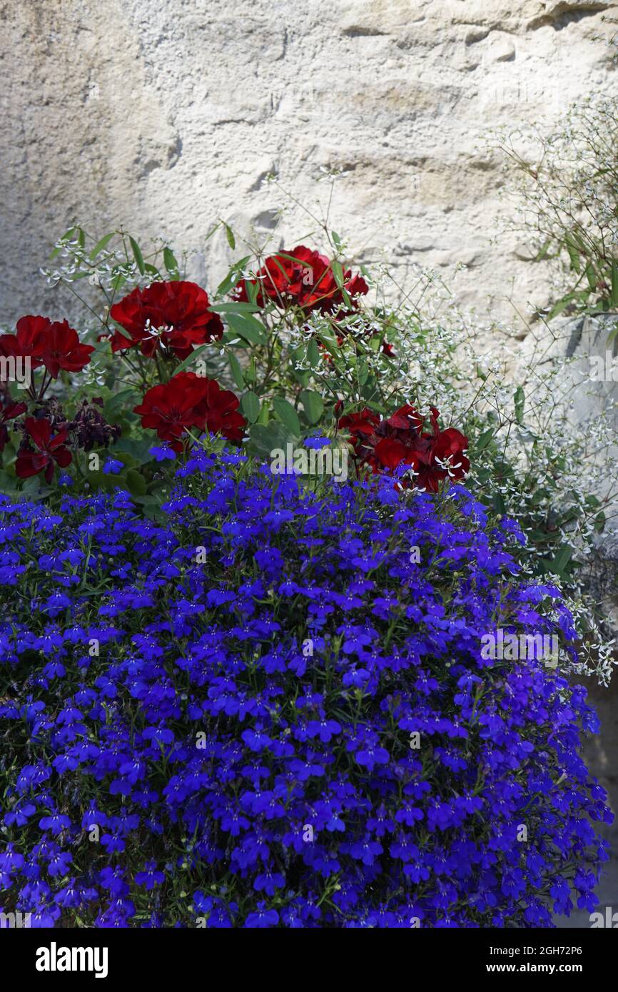 Blue flowers with red background hi-res stock photography and images ...