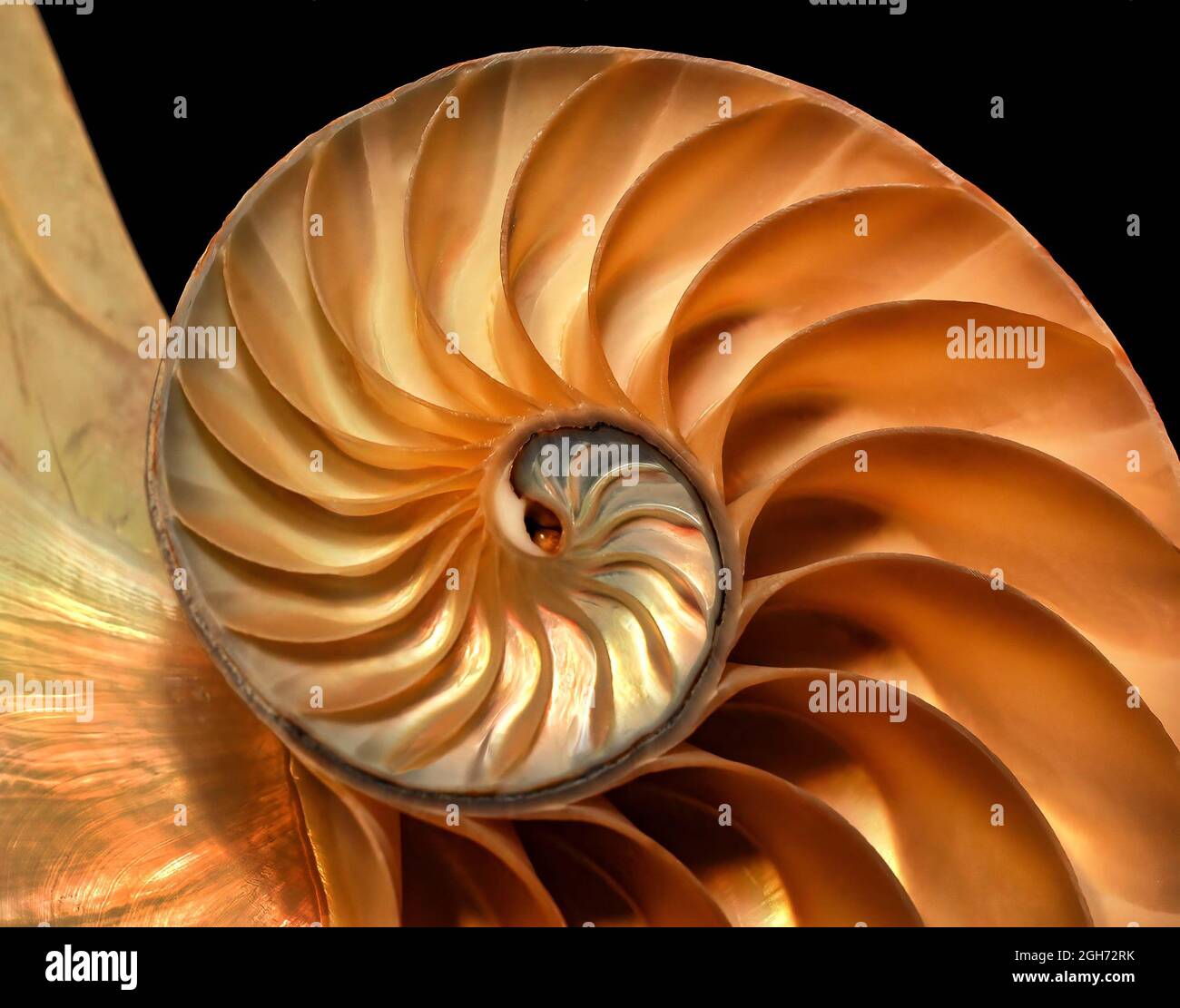 Nautilus: this is a cross-section of a nautilus shell showing its ...