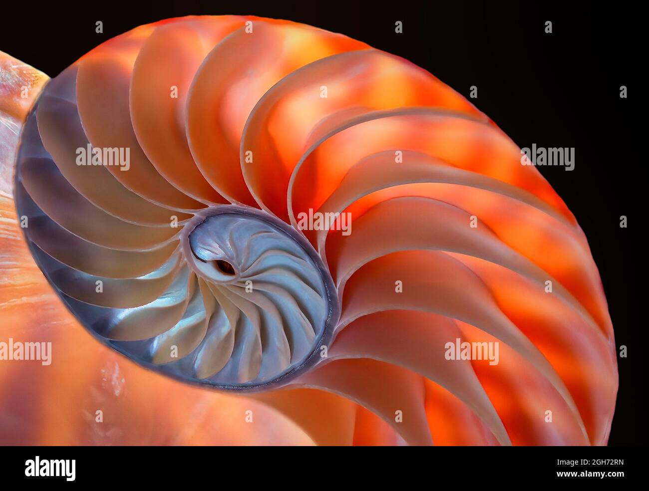 Nautilus pattern hi-res stock photography and images - Alamy