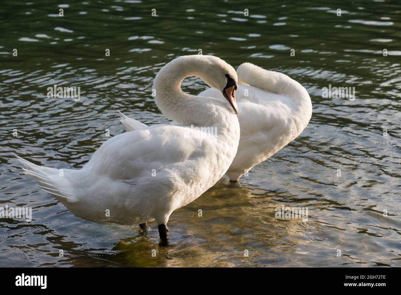 Swans standing hi-res stock photography and images - Alamy