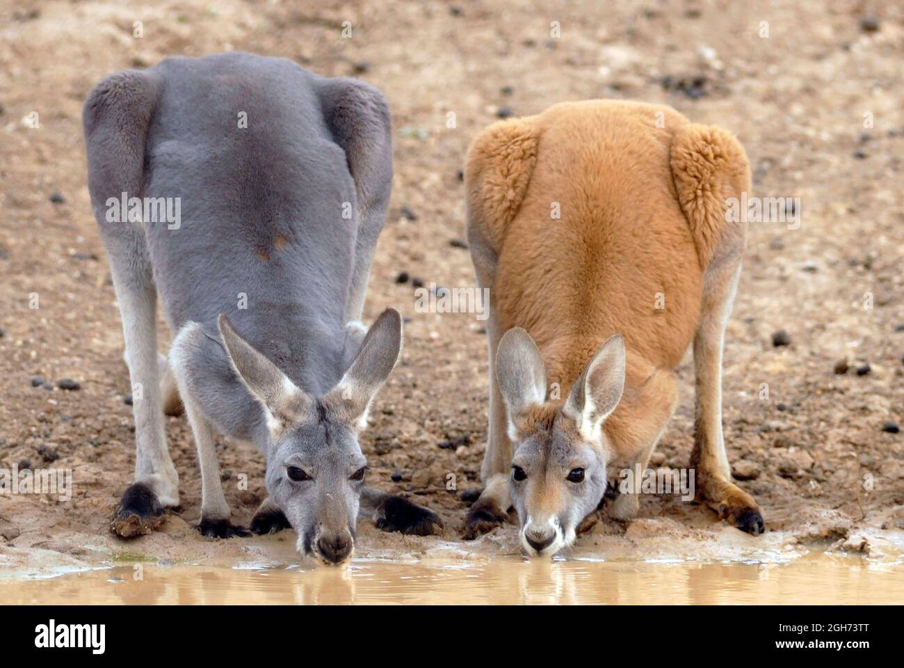 Red kangaroo drinking hi-res stock photography and images - Alamy