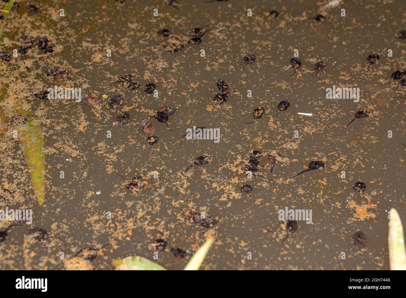Small tadpoles of Cururu Toad of the species Rhinella diptycha in a ...