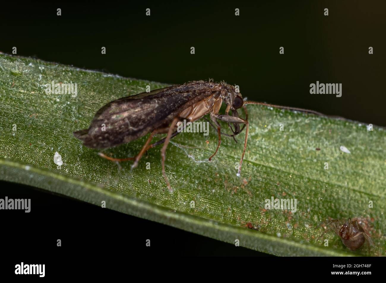 Dead Adult Caddisfly Insect of the Order Trichoptera Stock Photo - Alamy