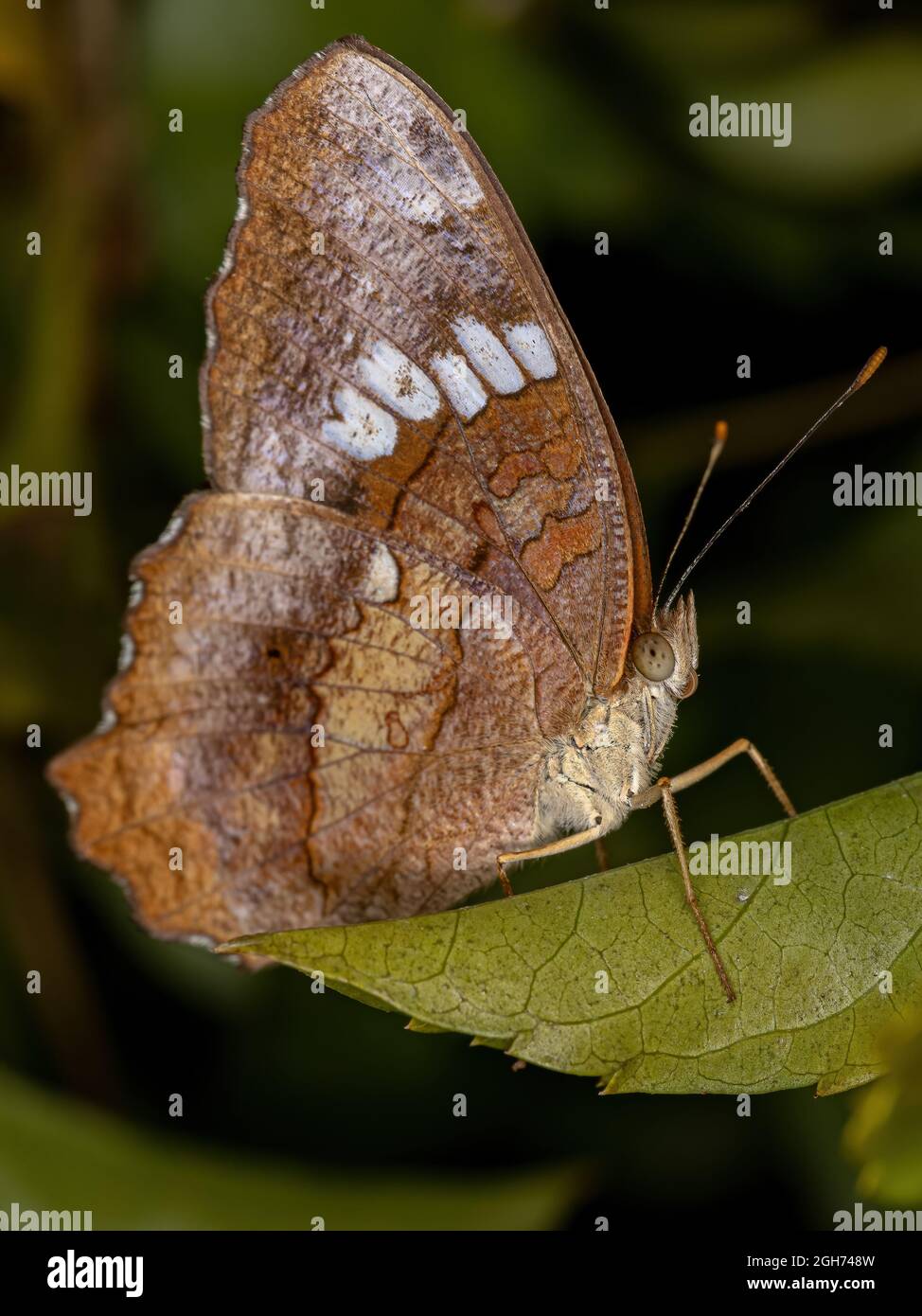 Female Adult Red Peacock Butterfly of the species Anartia amathea Stock ...