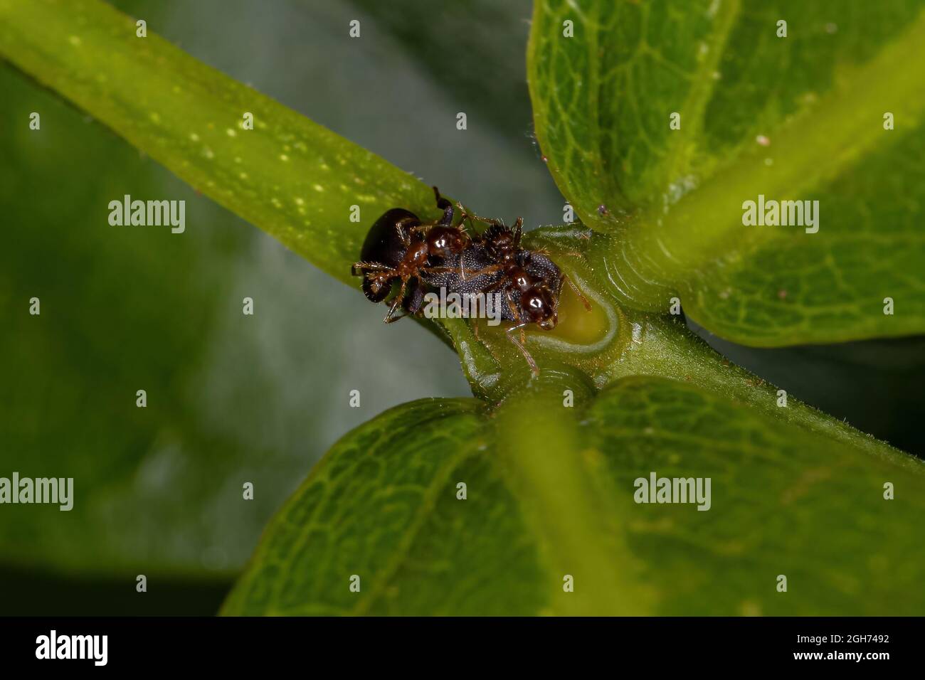 Small Adult Black Turtle Ant of the Genus Cephalotes and Myrmicine Ants ...
