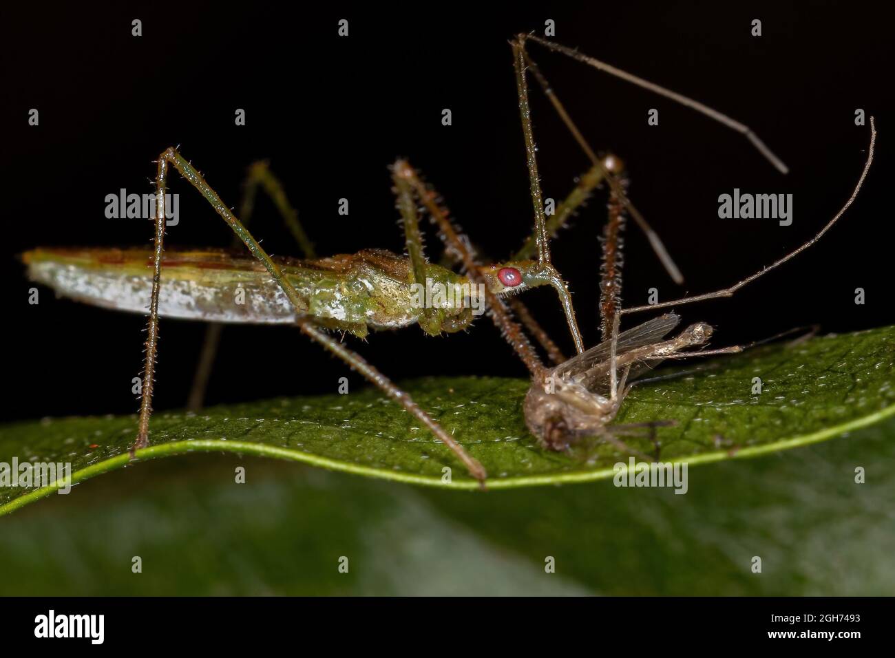 Adult Assassin Bug of the Tribe Harpactorini preying on a Adult ...