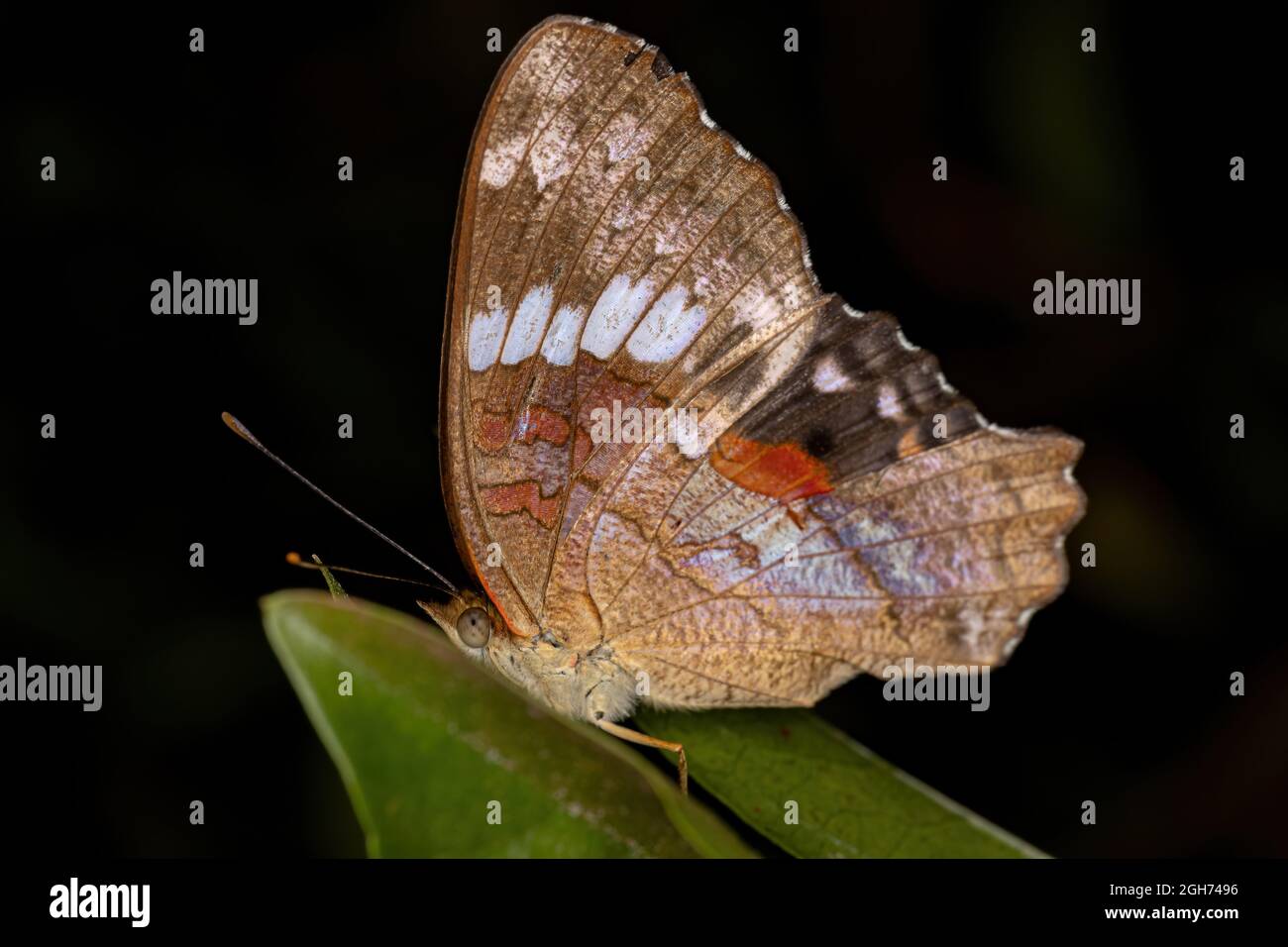 Male Adult Red Peacock Butterfly of the species Anartia amathea Stock ...