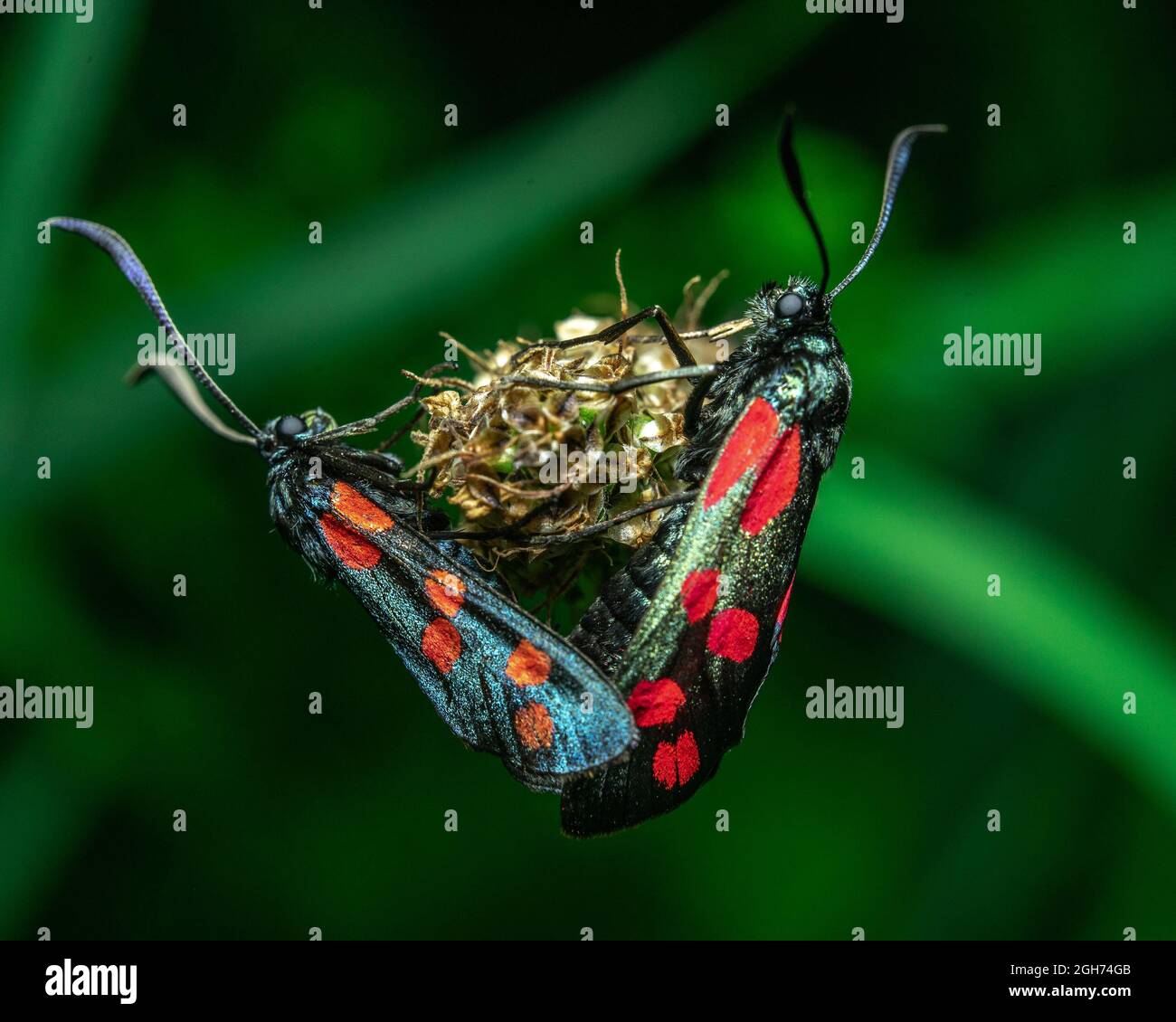 A macro shot of two mating bugs on a flower Stock Photo - Alamy