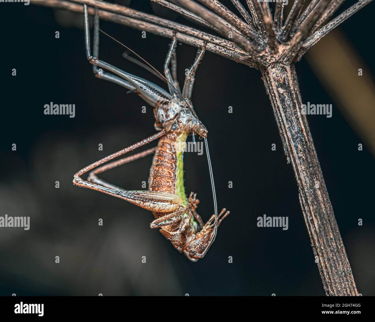 Complex insect hi-res stock photography and images - Alamy