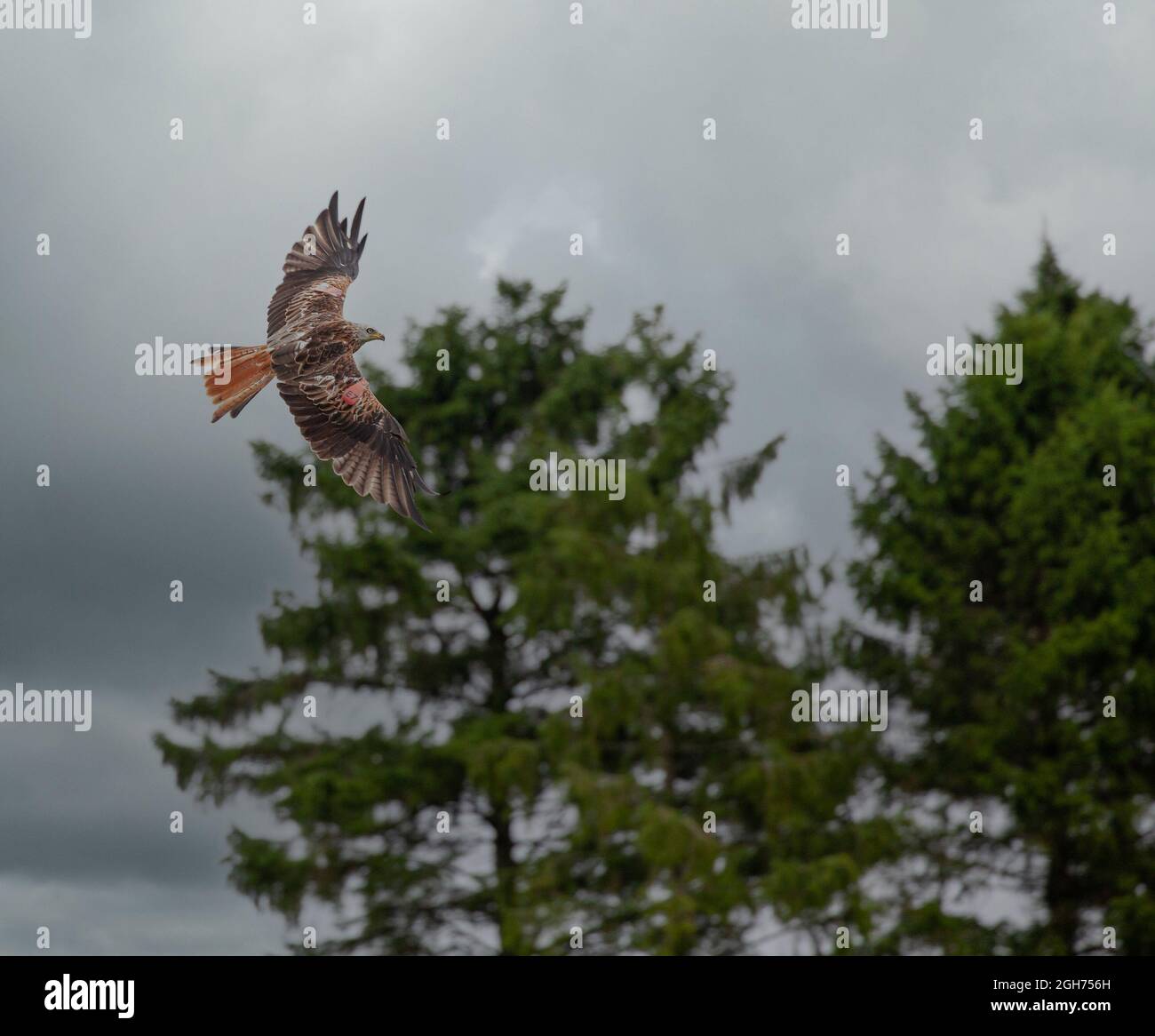 A Red Kite, Milvus milvus, with red wing tags with the ID E7, flying in ...