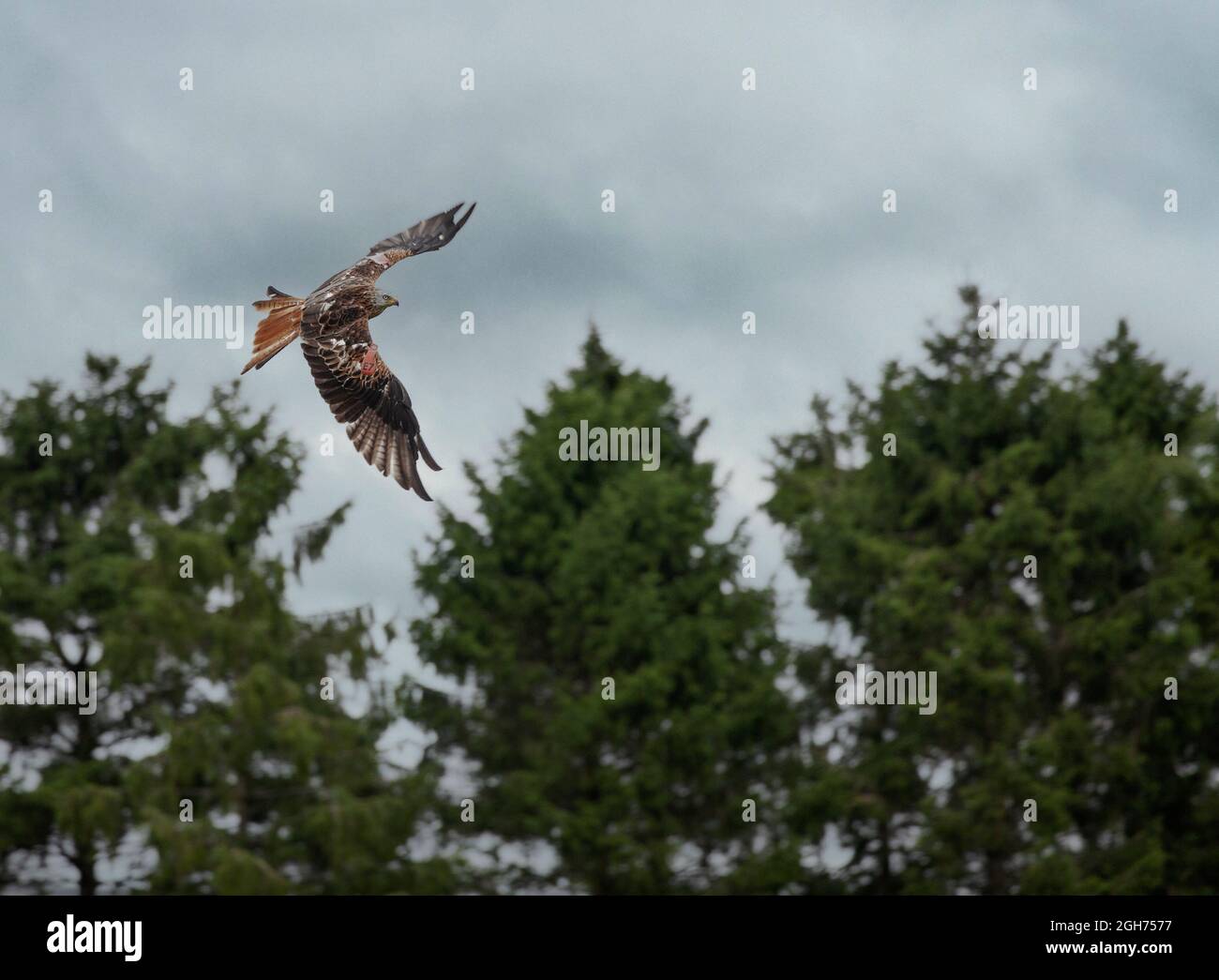 A Red Kite, Milvus milvus, with red wing tags with the ID E7, flying in ...