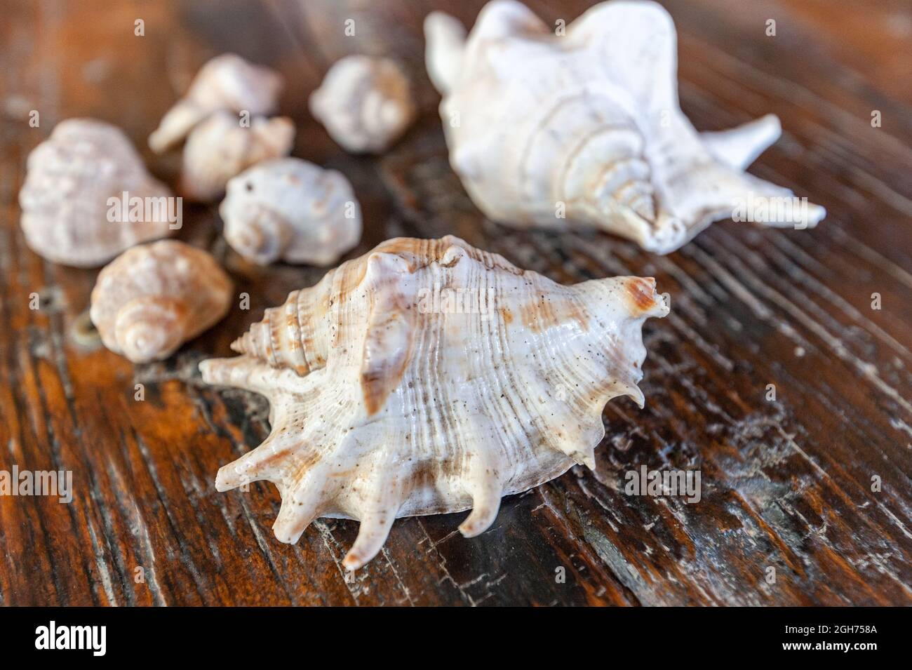 Seashell spikes hi-res stock photography and images - Alamy