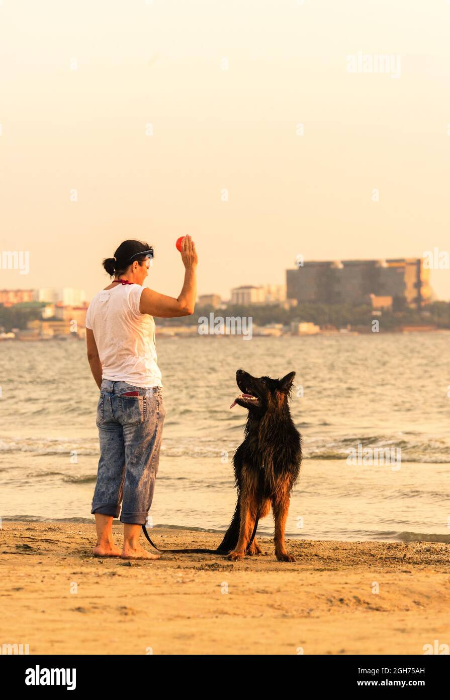 female dog owner with his long-haired German Shepherd trains at sea ...