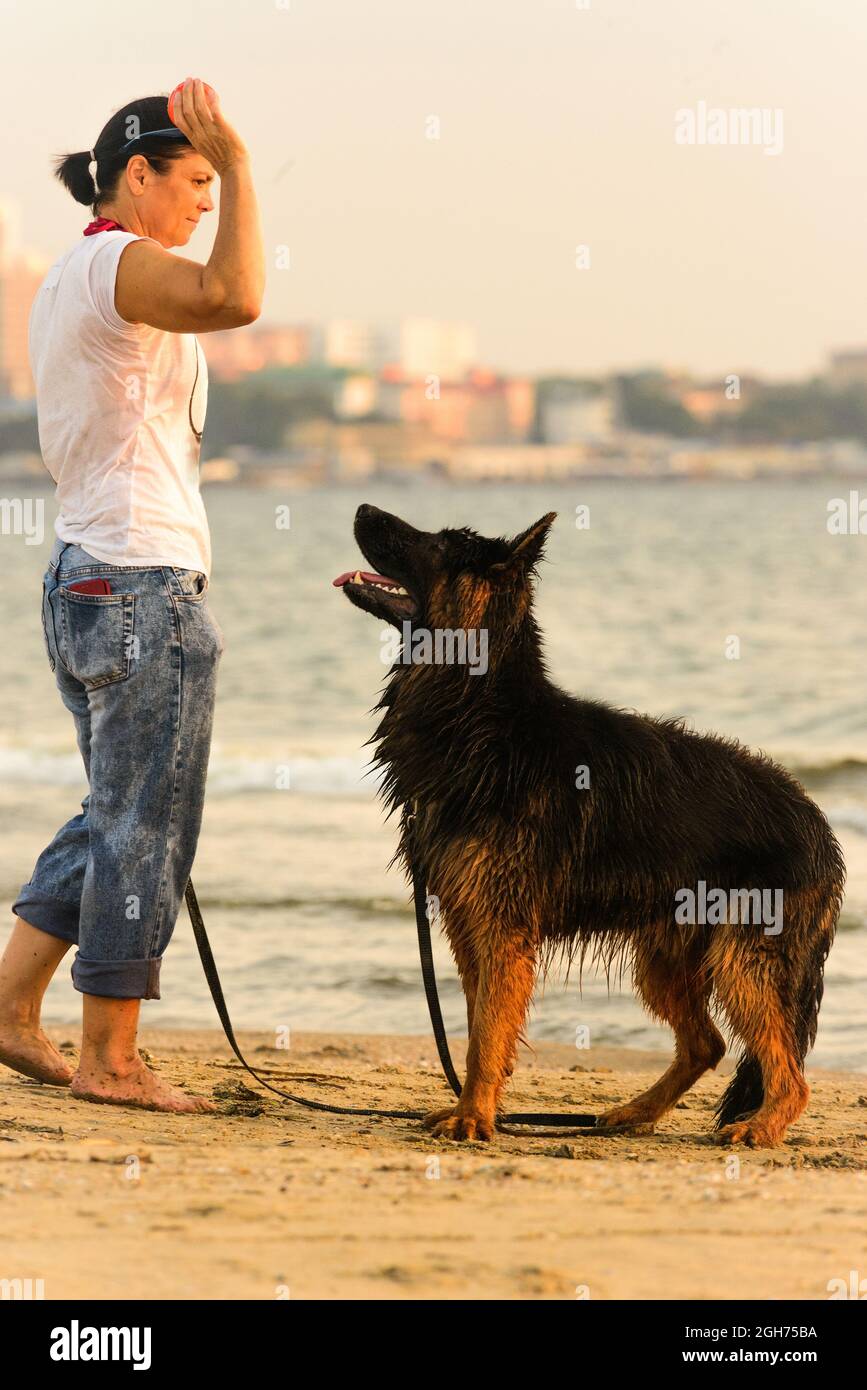 female dog owner with his long-haired German Shepherd trains at sea ...