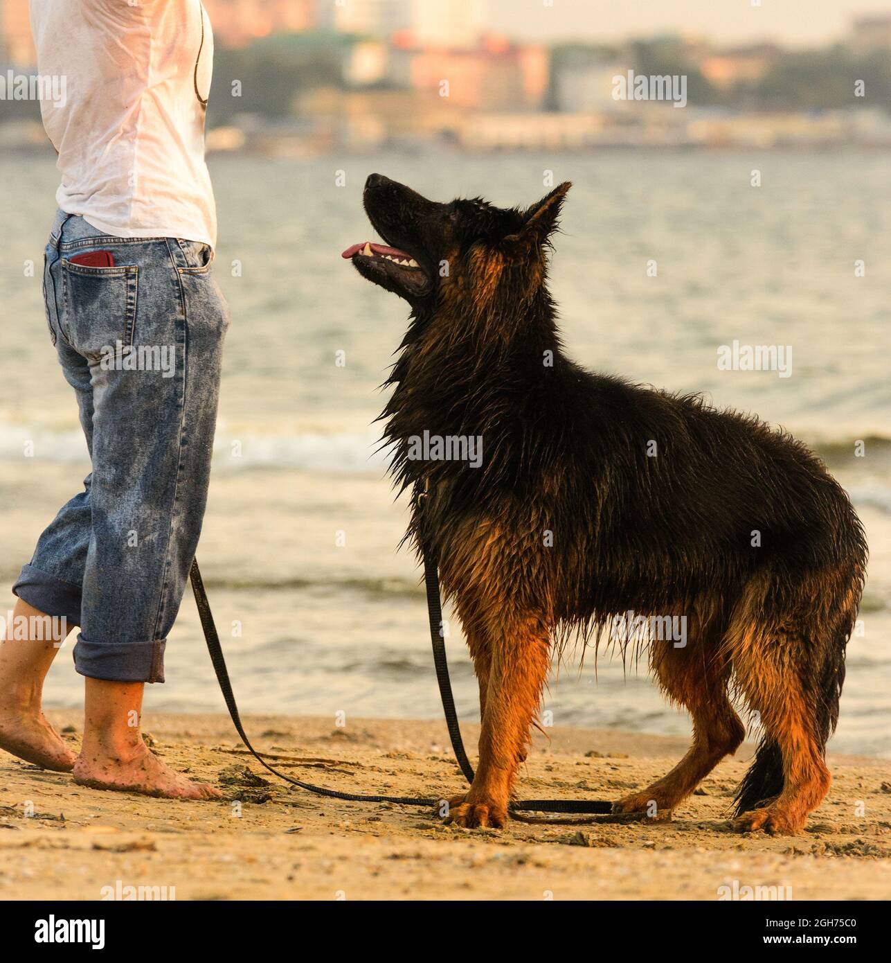 female dog owner with his long-haired German Shepherd trains at sea ...