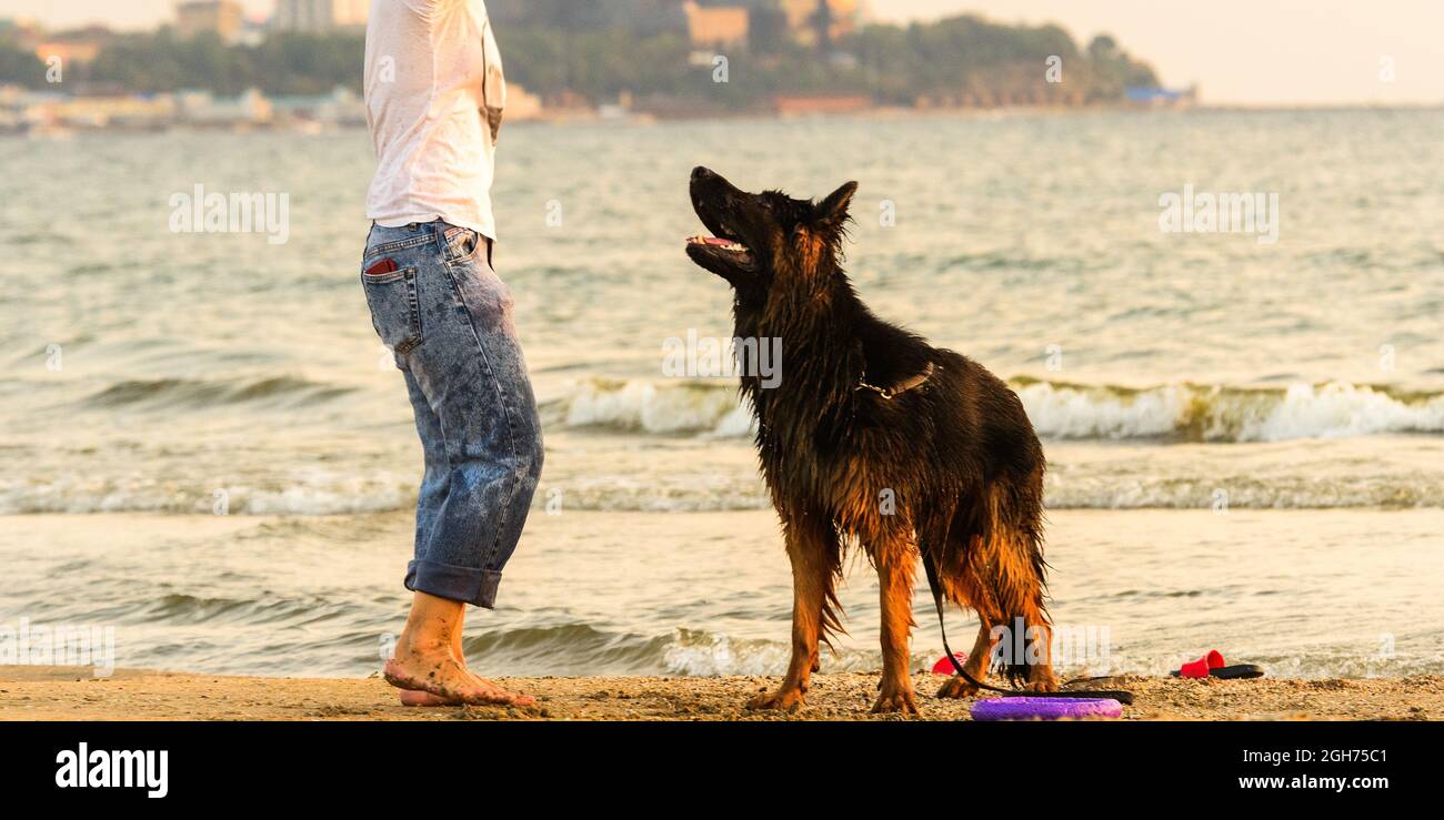 female dog owner with his long-haired German Shepherd trains at sea ...