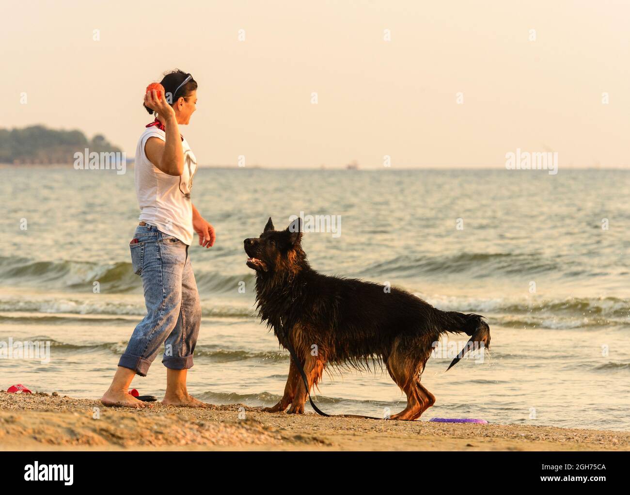 female dog owner with his long-haired German Shepherd trains at sea ...