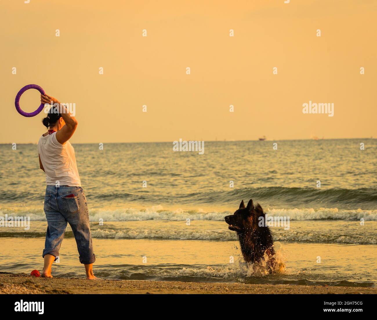 female dog owner with his long-haired German Shepherd trains at sea ...