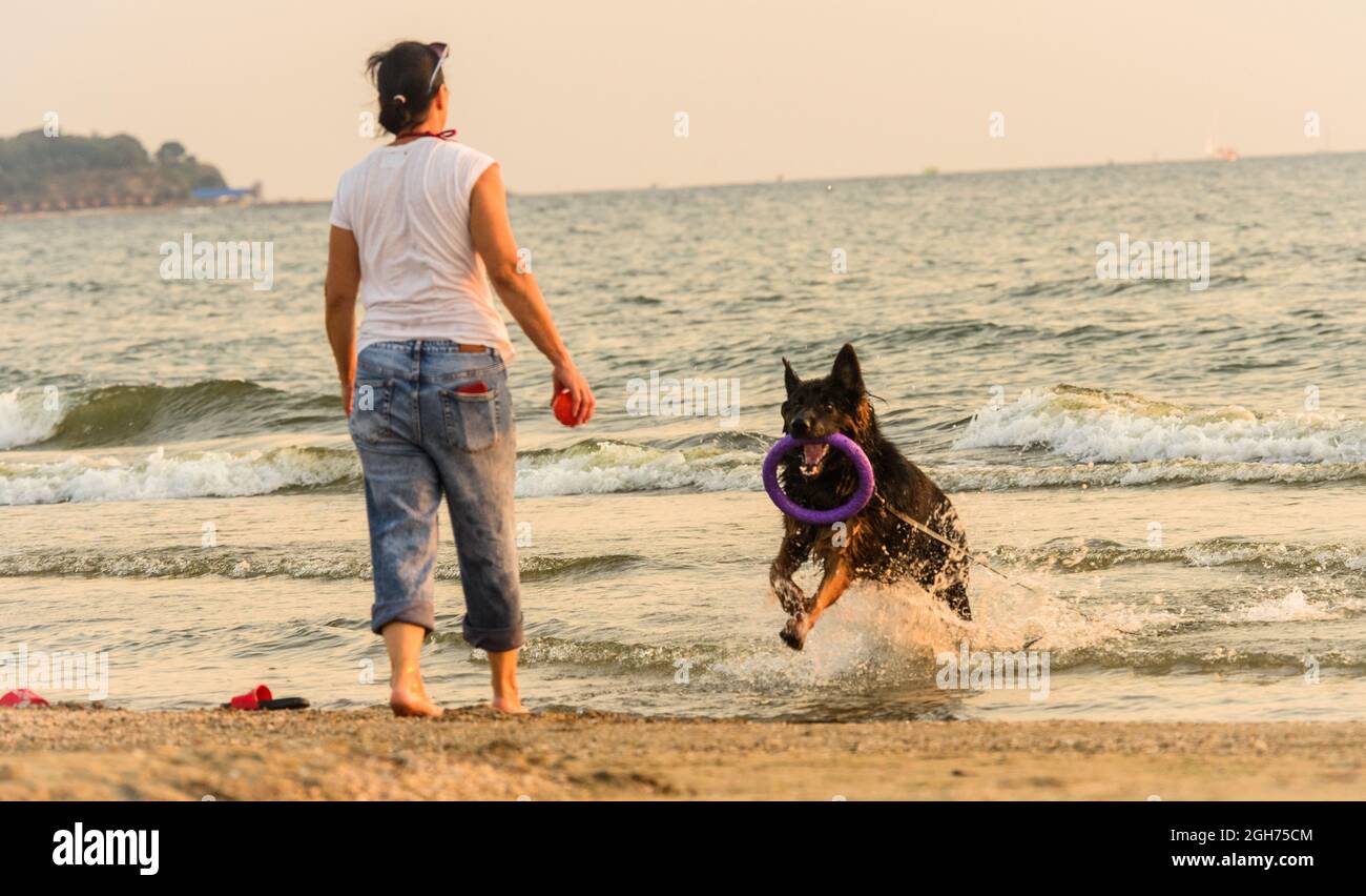 female dog owner with his long-haired German Shepherd at sea beach ...
