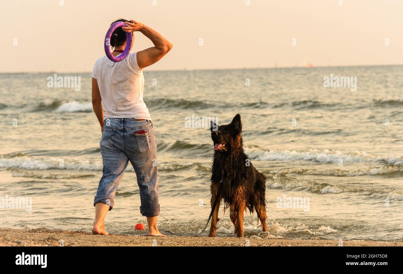female dog owner with his long-haired German Shepherd trains at sea ...