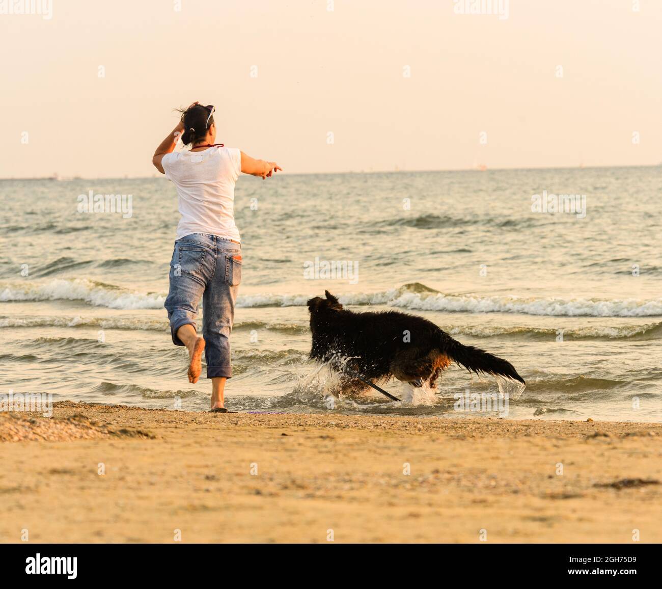 female dog owner with his long-haired German Shepherd trains at sea ...